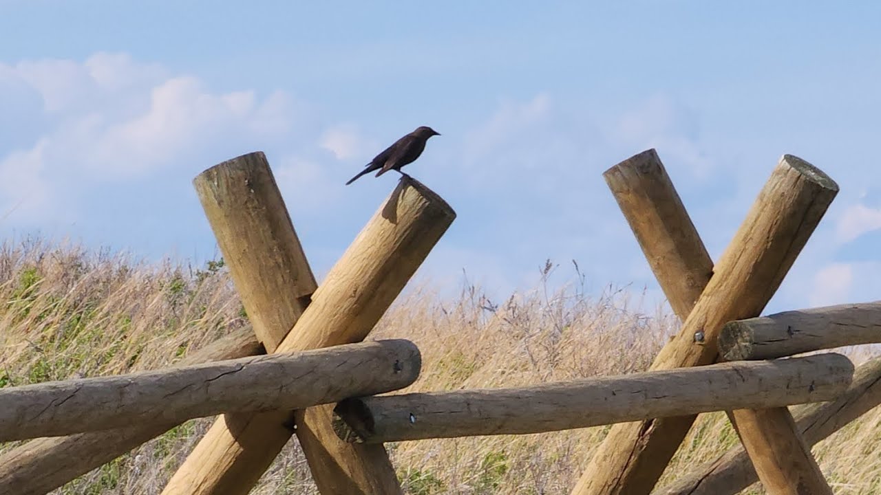 It's a wee bit chilly today! but we went out for a nice walk! 🙄 - YouTube
