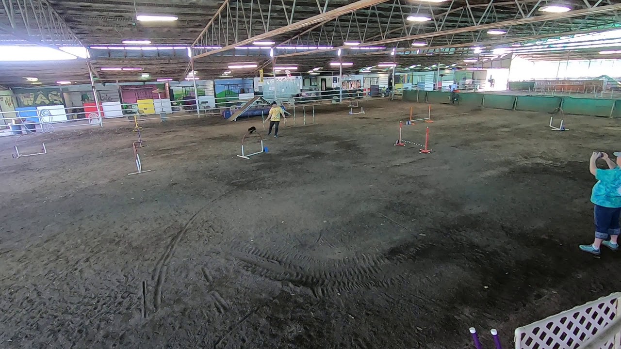 NADAC - Elite Regular - "VT Challenge" Course (Round 3) - YouTube