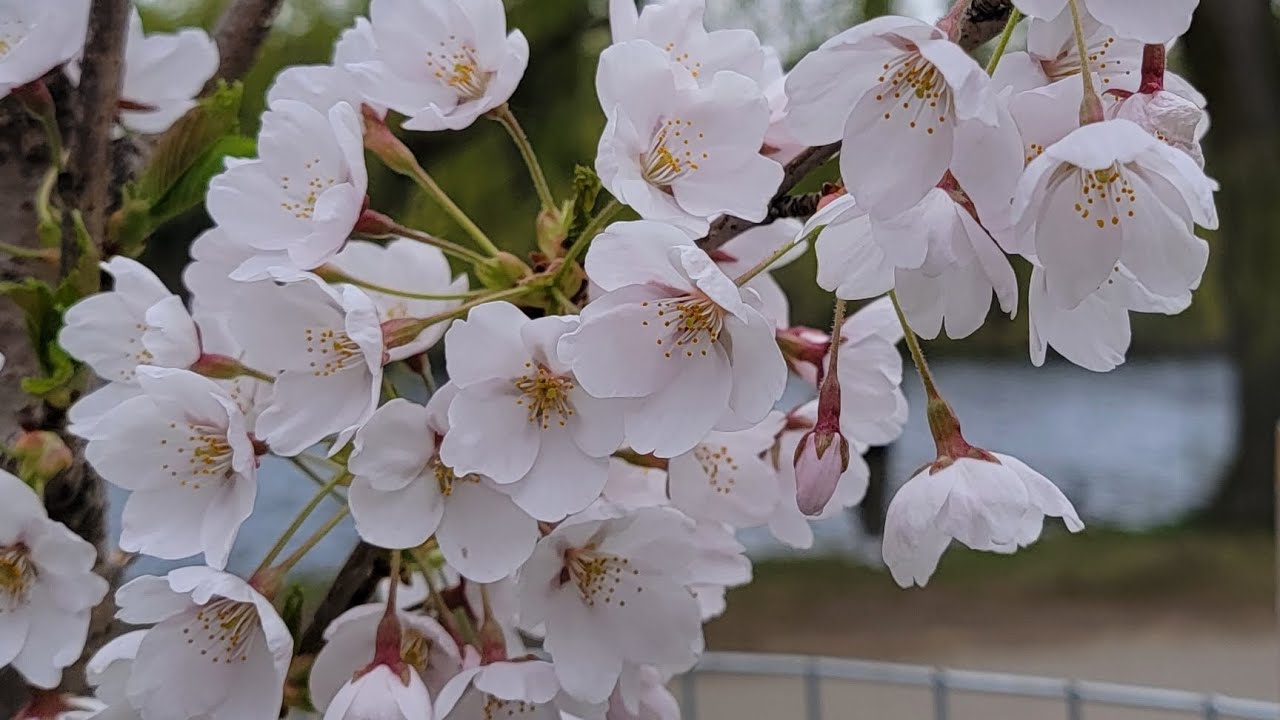 High Park Toronto Cherry Blossom, Sakura May 5 2025 - YouTube