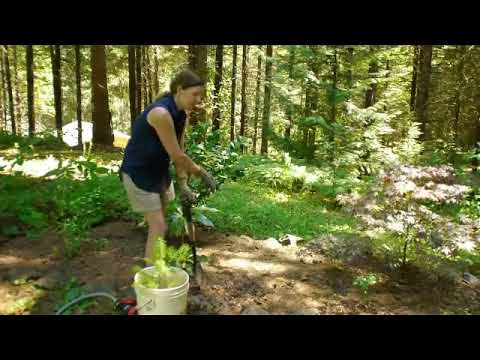 How to Transplant a Fir Tree - YouTube