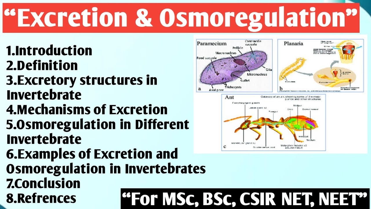 Excretion and Osmoregulation | Excretion and Osmoregulation in ...