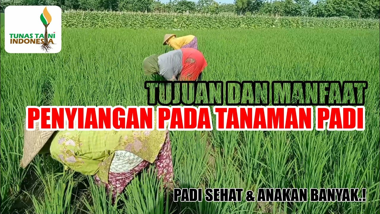 TUJUAN & MANFAAT PENYIANGAN PADA TANAMAN PADI | ANAKAN PADI JADI BANYAK ...