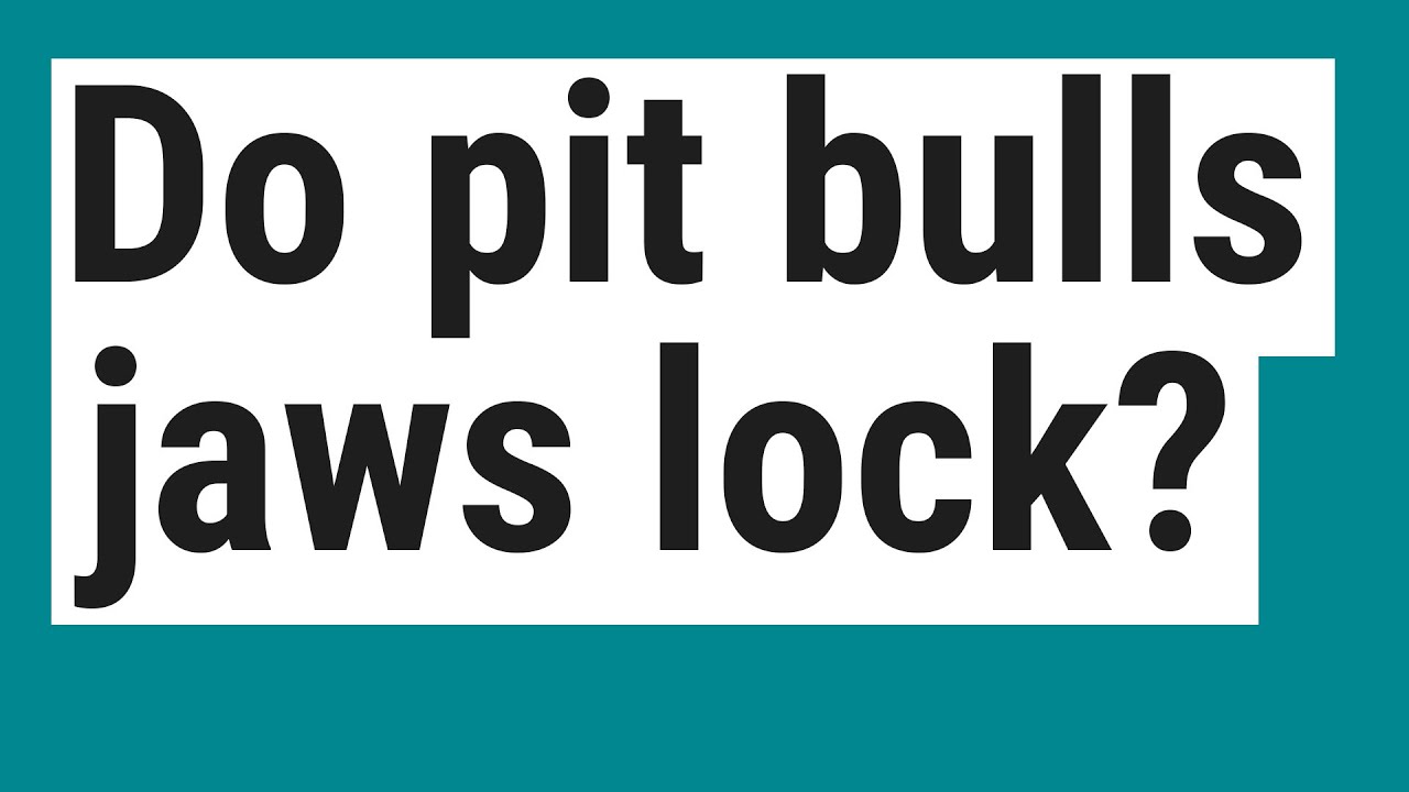 Do pit bulls jaws lock? - YouTube