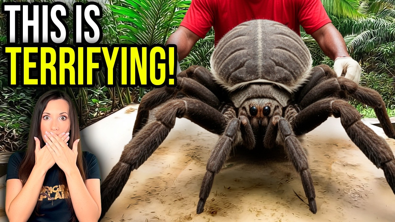 The REAL Truth Behind The Giant J’Ba Fofi Spider Of Congo & Other ...