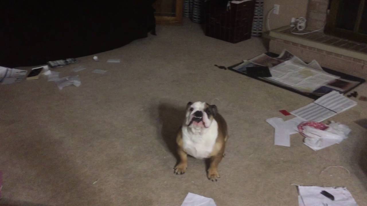 Bad Bulldog - YouTube