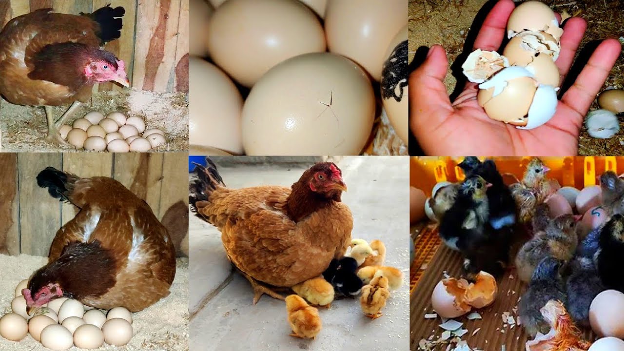 Aseel hen hatching eggs || hen naturally hatched the chicks from eggs ...