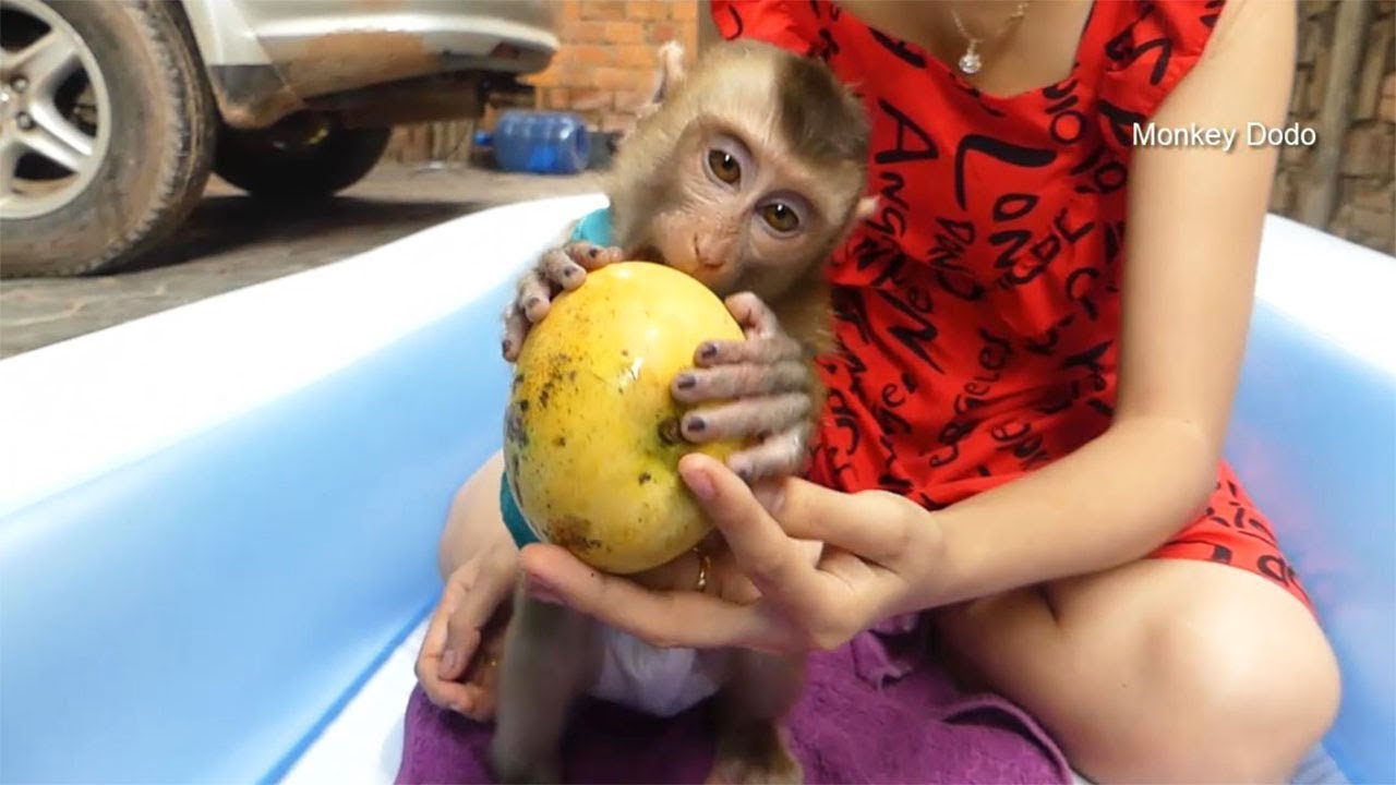 Monkey Dodo!! Dodo Very Surprise When Get Hug Mango - YouTube