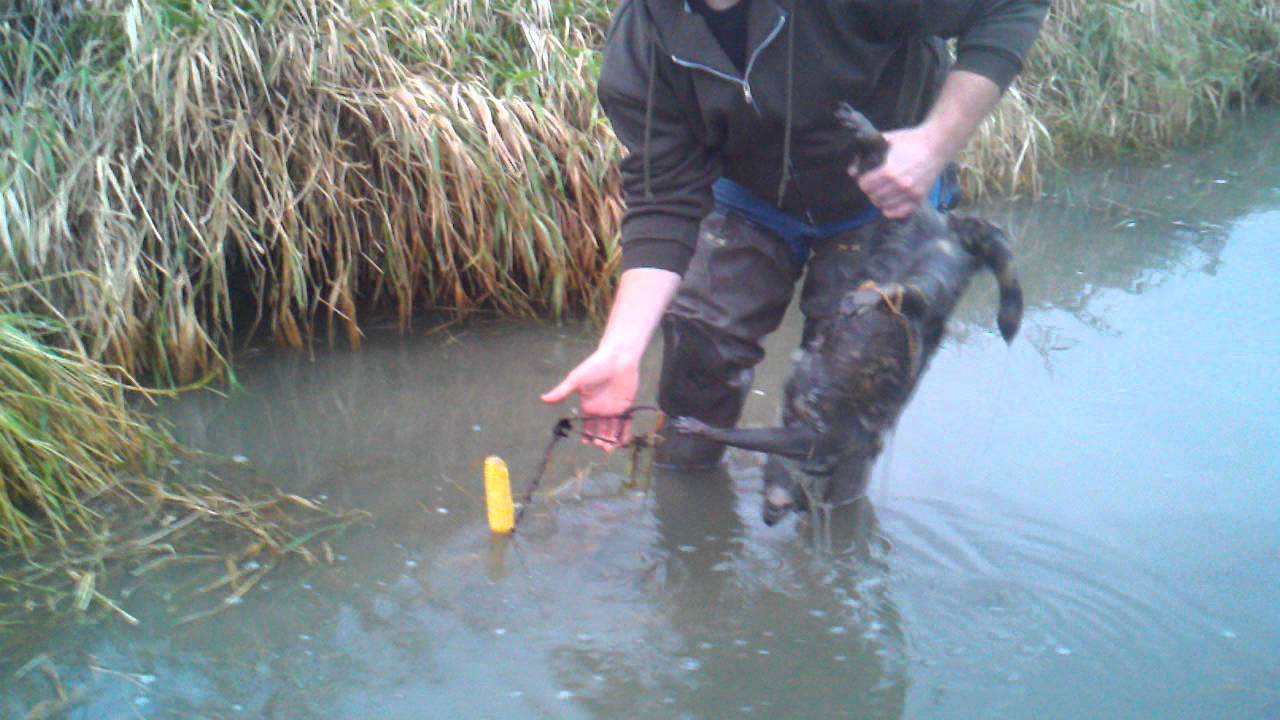 Muskrat float ( coon catch ) - YouTube