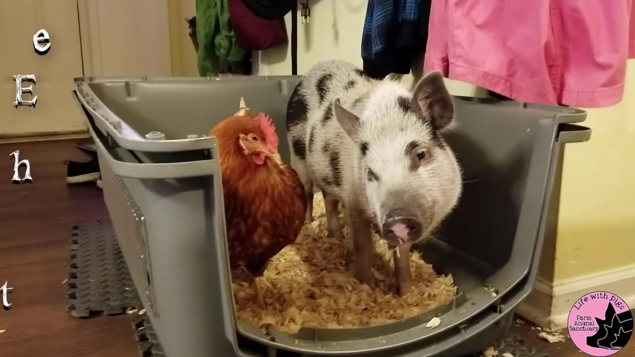 Pig and Chicken Best Friends - YouTube