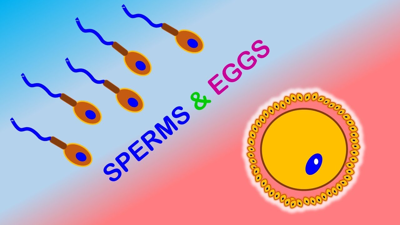 SPERM & EGG Cells - YouTube
