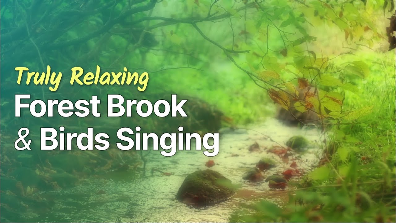 Truly Relaxing Forest Brook and Soothing Bird Songs - YouTube