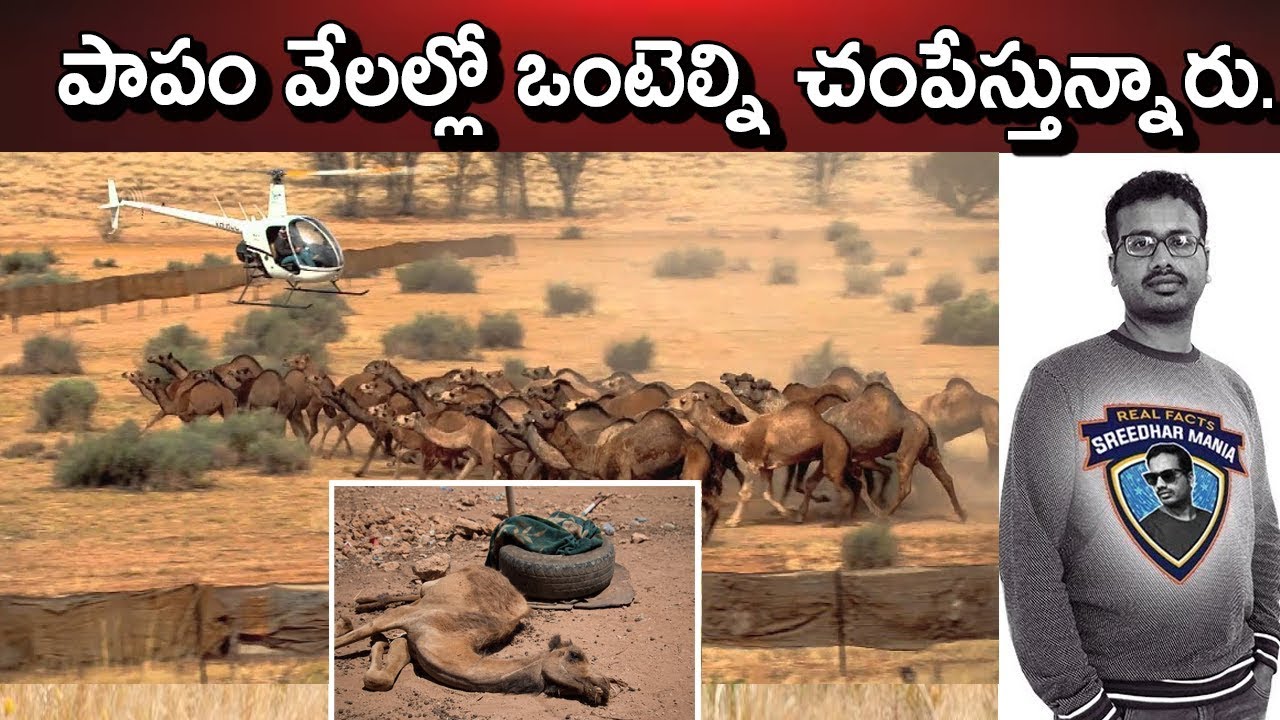 Camel killing in Australia, Australia Camels Shooting in Telugu ...