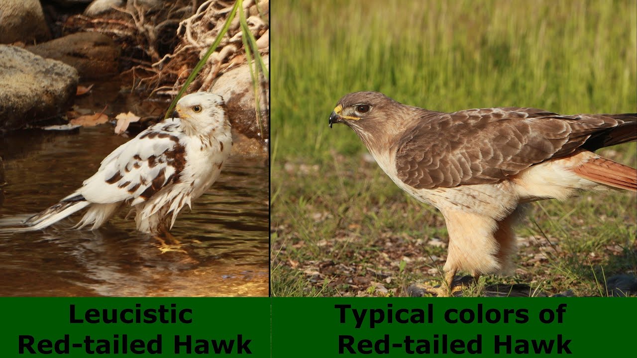 Rare Leucistic Red-tailed Hawk bathing on a hot day - YouTube