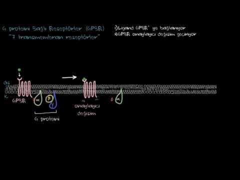 G proteini Bağlı Reseptörler (Biyoloji / Hücreler)