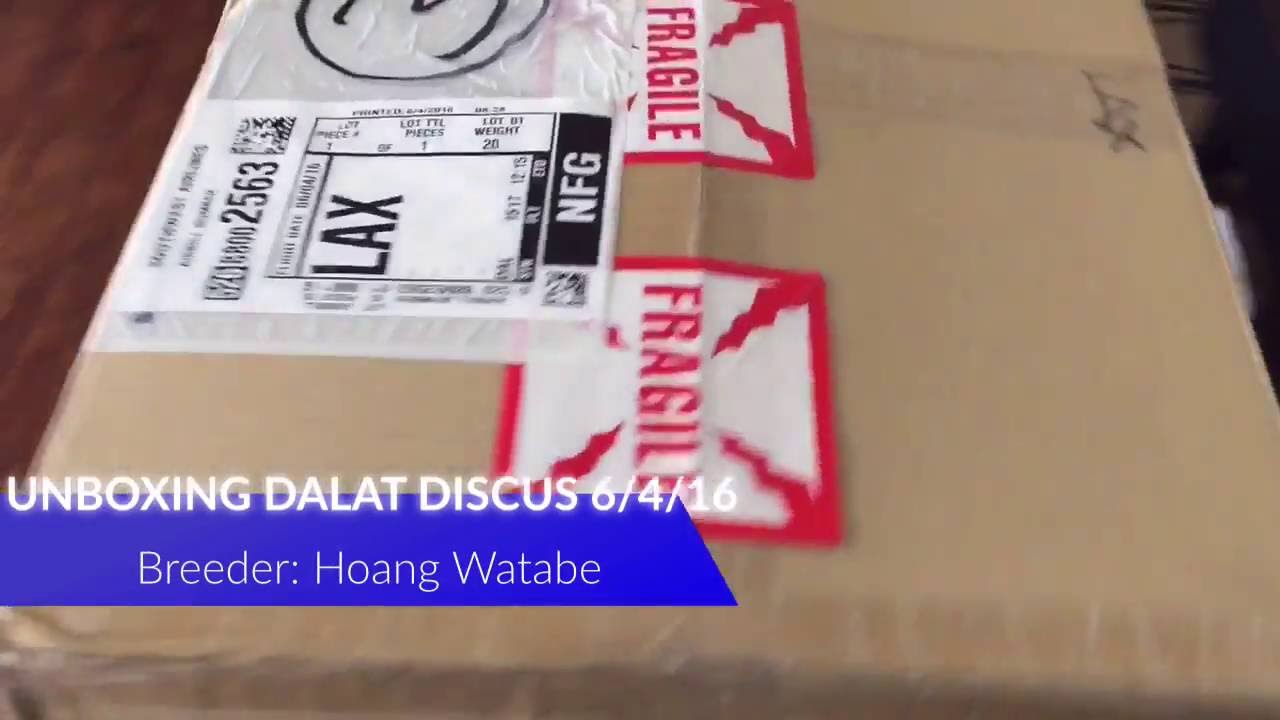 Unboxing Dalat Discus, Breeder Hoang Watabe - YouTube