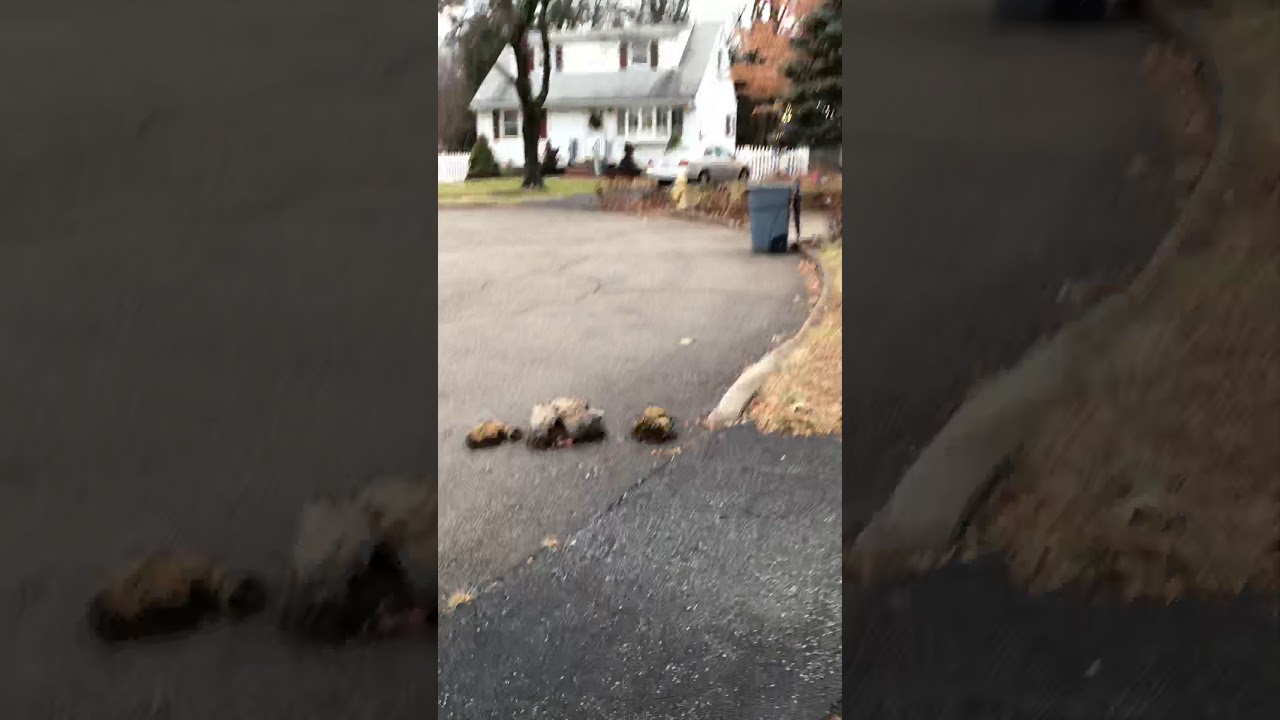 Scary bee hive found outside - YouTube