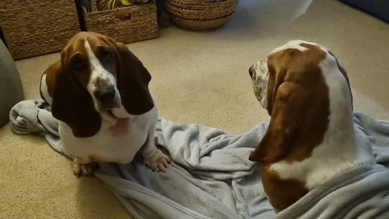 Basset hound attacks a ghost! - YouTube