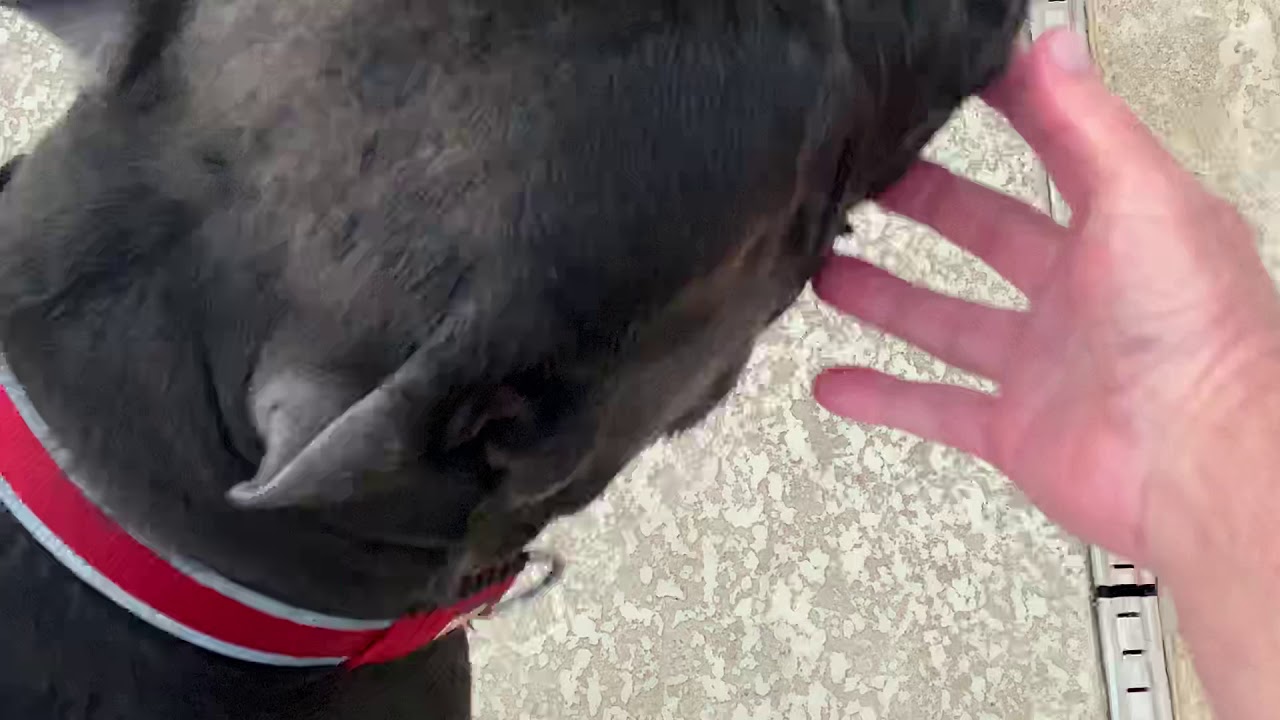 Lord Loki Cane Corso Lets go swimming! - YouTube