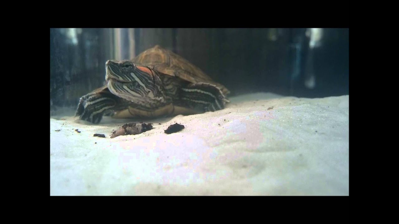 Red Eared Slider Turtle Eating Worms - YouTube