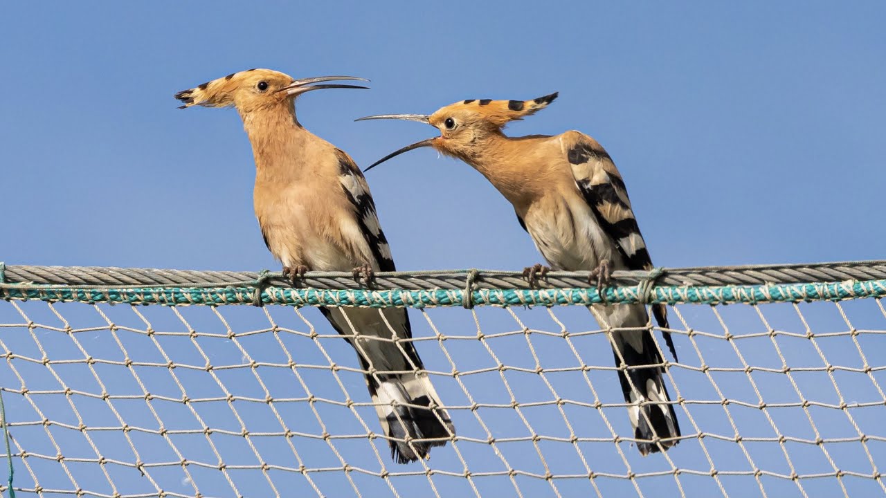 HOOPOE CALL! Eurasian Hoopoe in Spain, birding on the Ebro Delta - YouTube