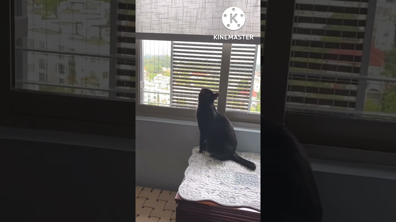 I’m not allowed to go out 🥲🥹 #cutecat #satisfyingvideo #viral #viral ...