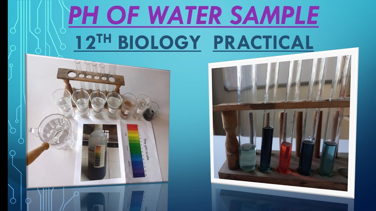 pH of water sample | Biology Experiment | 12th Biology | By Mrs Archana ...