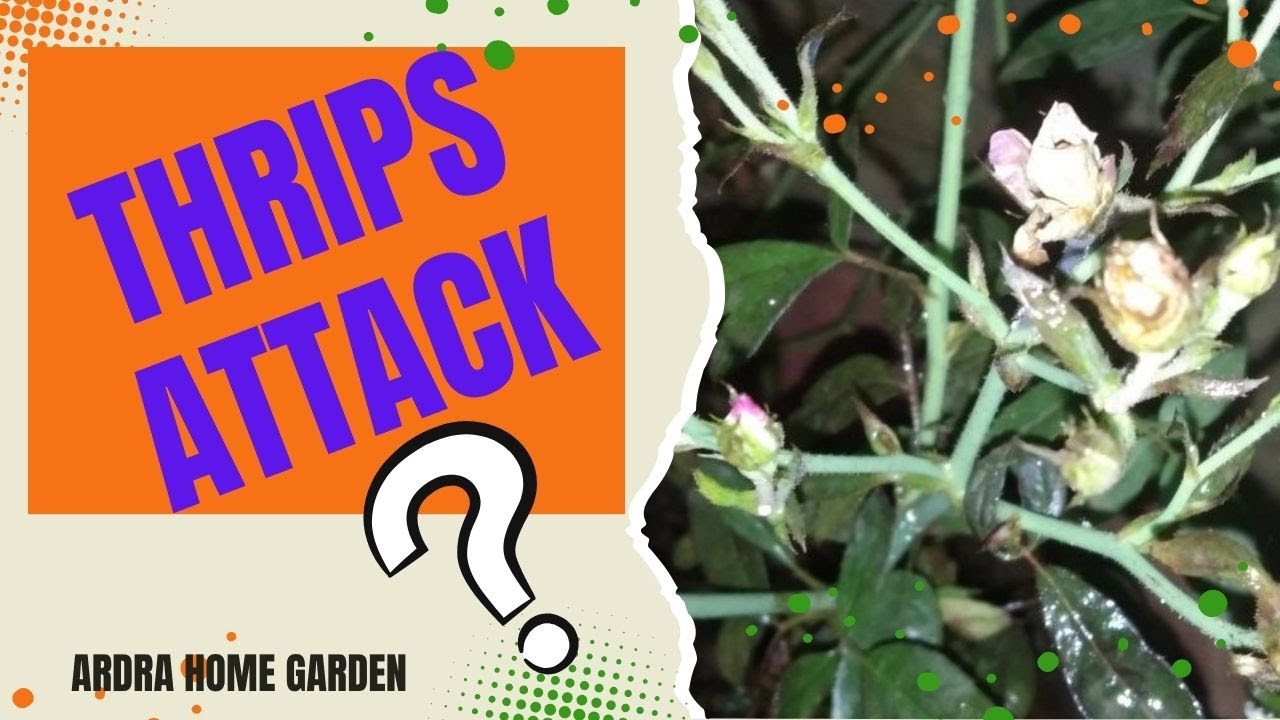 Thrips Attack in Rose Plants - YouTube