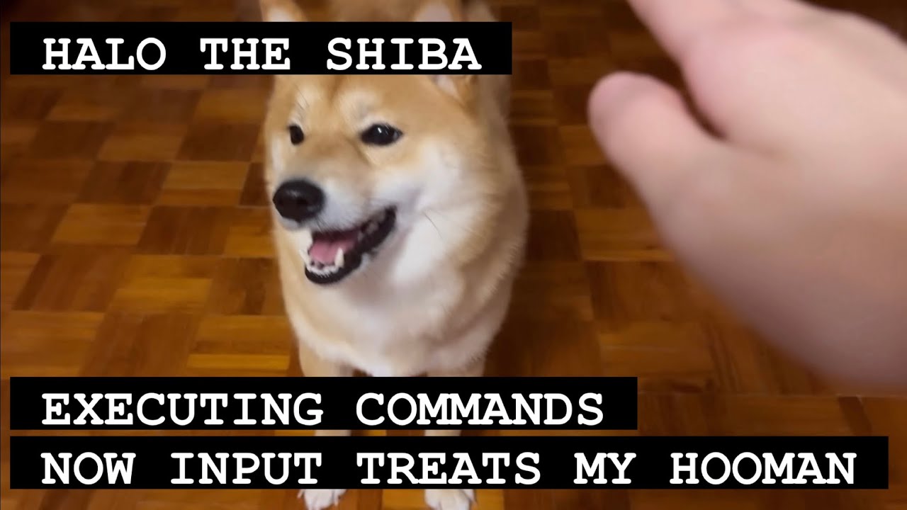 🐶: EXECUTING COMMANDS, NOW INPUT TREATS MY HOOMAN😝 - YouTube