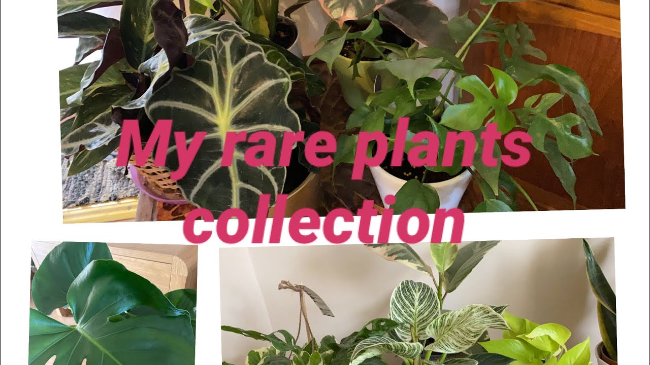 My Rare plants collection - YouTube