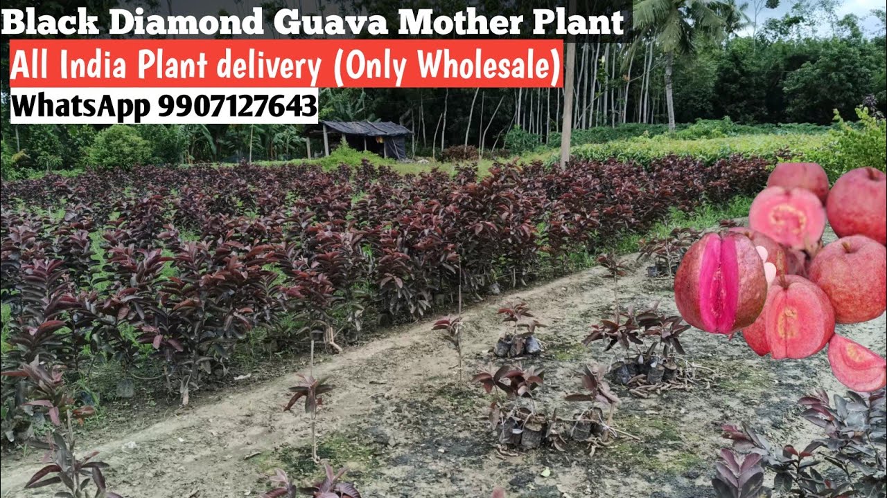 Black Diamond guava farming & mother plant/plant available/all India ...