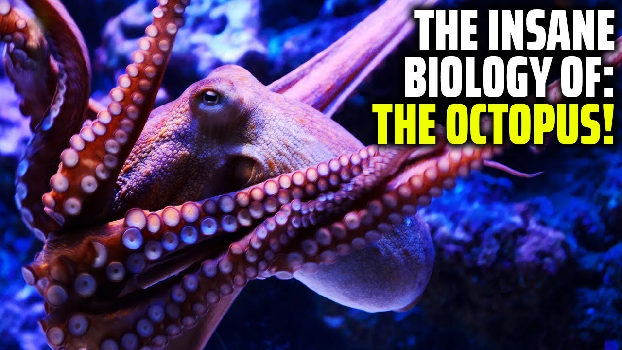 The Insane Biology of: The Octopus - YouTube