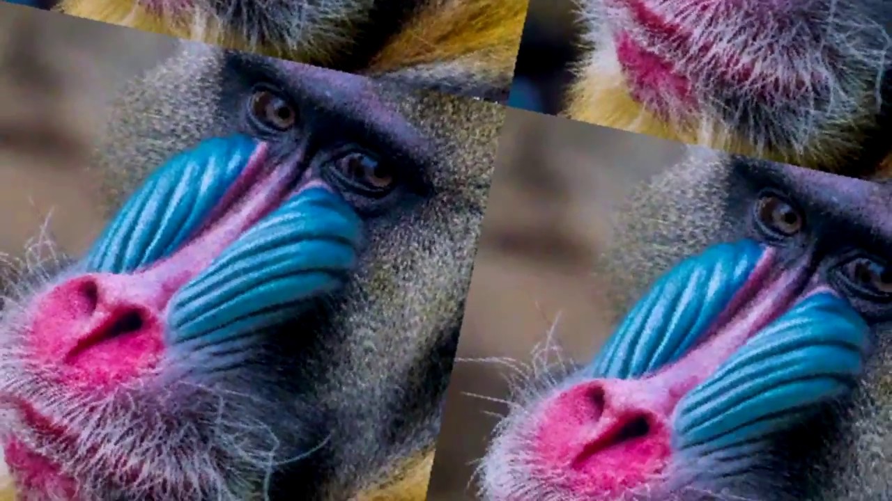 Amiga Vampire 2 Apollo Core Gold 2.7 AMMX instruction set demo real ...