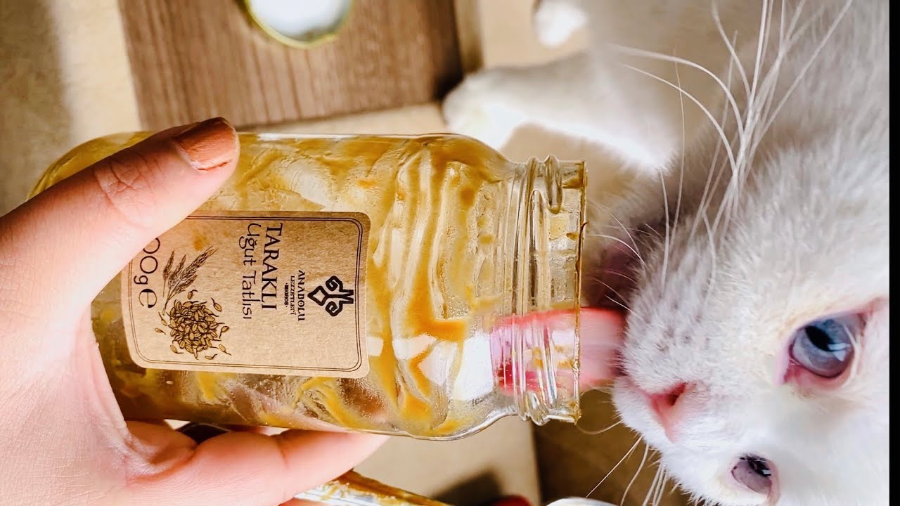 Doğal Kedi Maltı (Natural cat malt paste) - YouTube