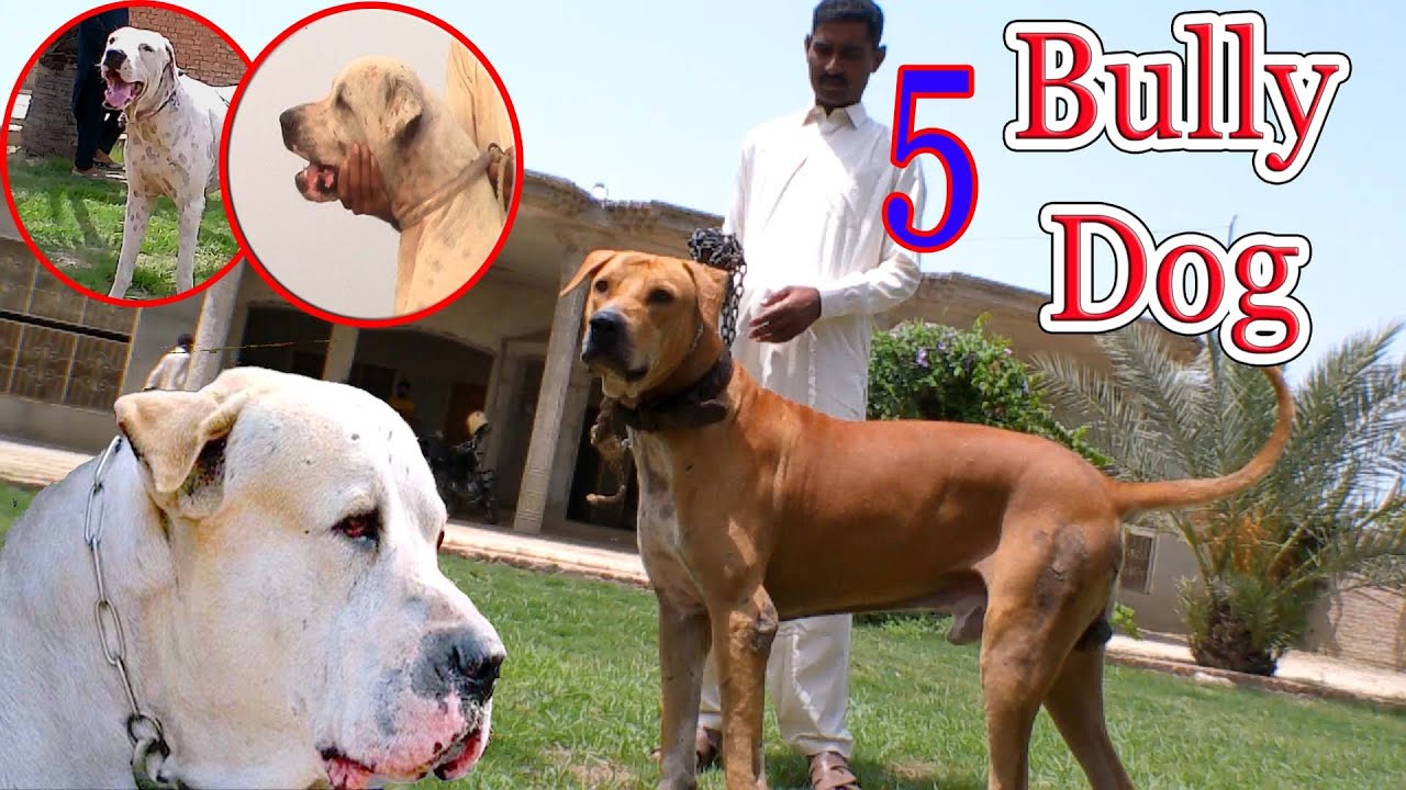 5 Pakistani Bully Dog | 5 Bully Kutta | Top Class 5 Bully Mastiff Dog ...