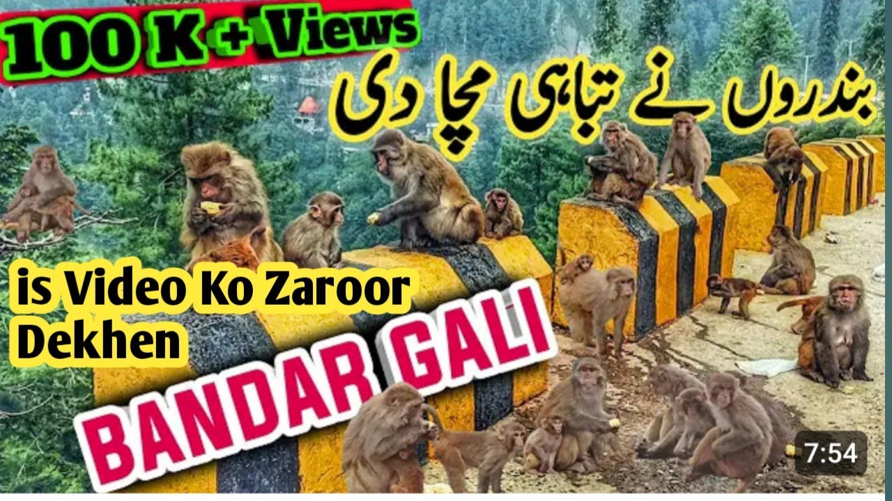 bandar gali,murree bandar,bandar galyat,bandar,bandar gali ayubia ...