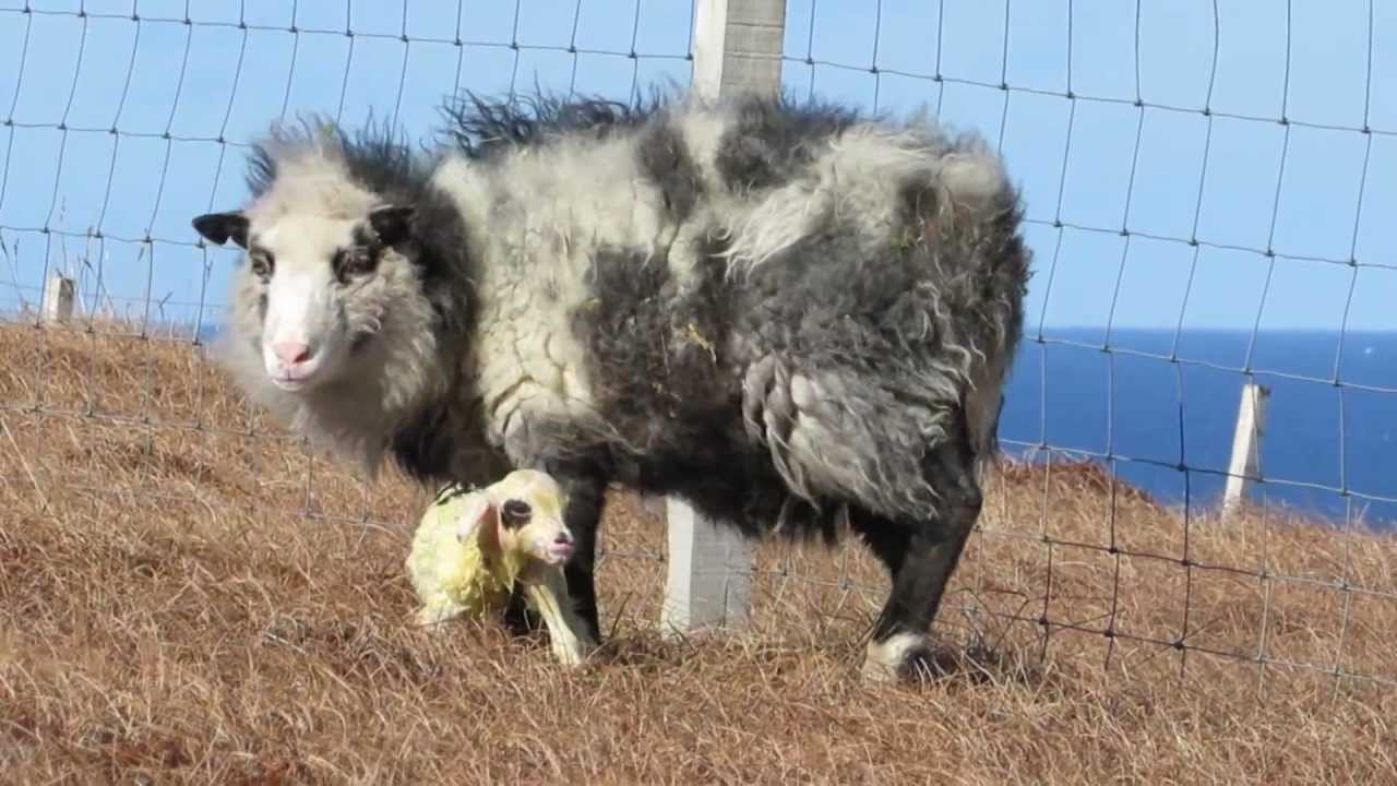 Newborn Foula Shetland Lamb - YouTube