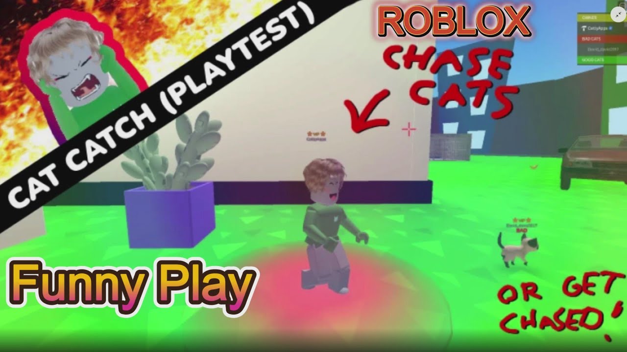 Cat Catch (Playtest) - Funny Gameplay - Roblox Gameplay - YouTube