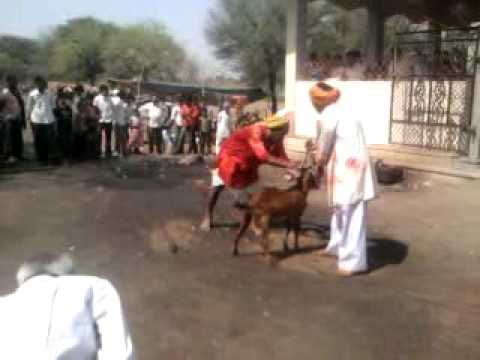 NARBALI | INDIAN BALI | GOAT MURDER | TRADITION OF INDIA | TRADITIONAL ...