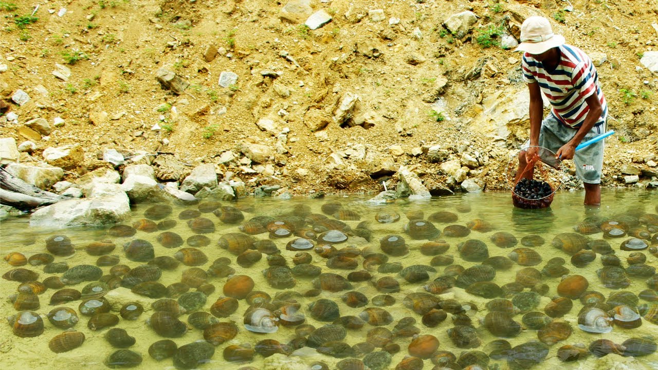 Find And Found Snail Hide In Under the rock Water is flowing - Fishing ...