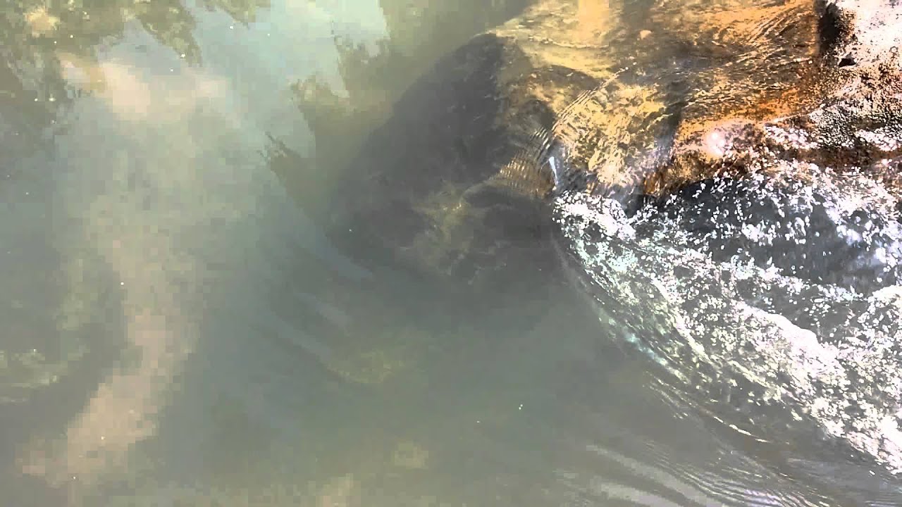 Garra sp. from the Western Ghats - YouTube