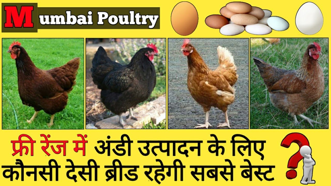 51, Black australorp chickens | bv 300 | bv 380 chicken | rir murgi ...