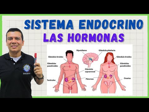 SISTEMA ENDOCRINO U HORMONAL. HERMOSO ESTE SISTEMA. CIENCIAS CON IRWIN