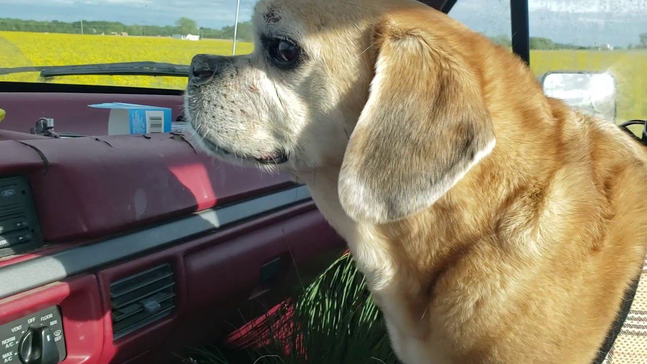 Henry Rides Proud - YouTube