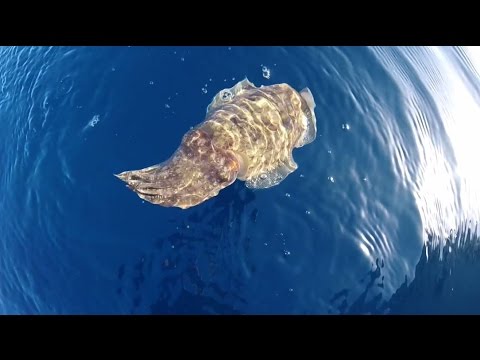 Σουπια ζωντανη νοπη ψαρεμα Συρτοκαθετη - YouTube