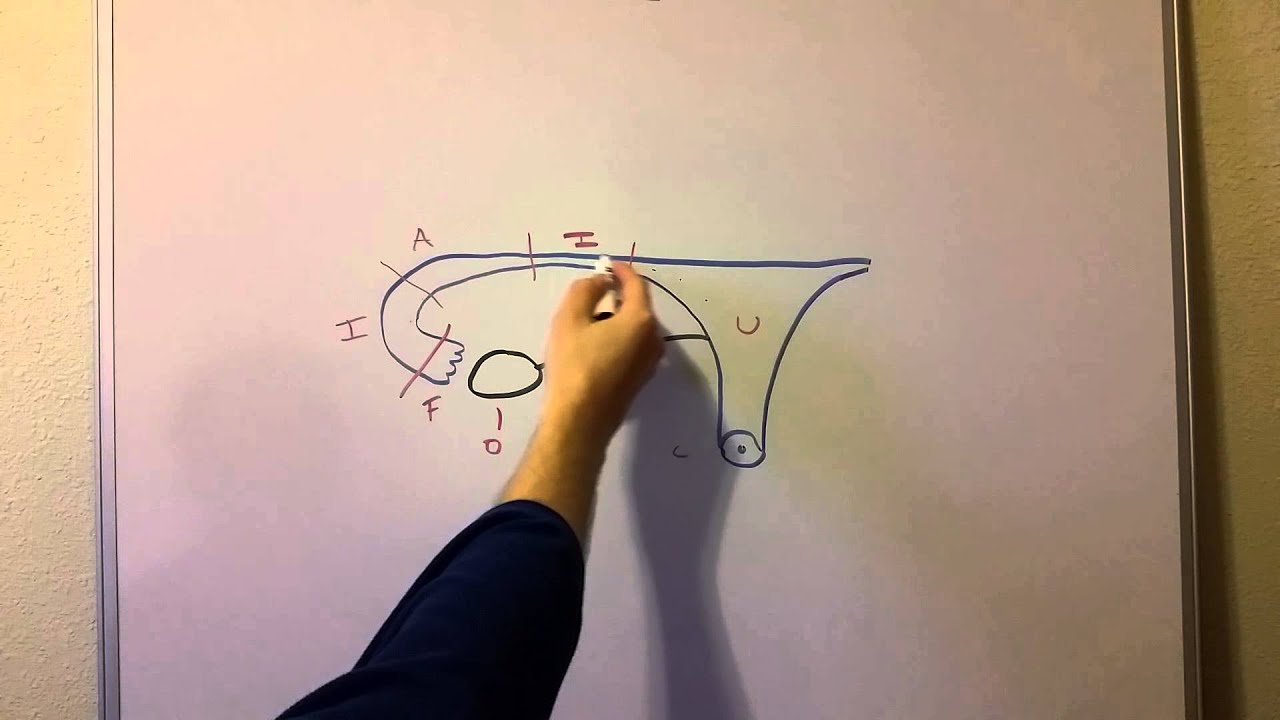 Fallopian Tube: Fertilization and Ectopic Pregnancies - YouTube