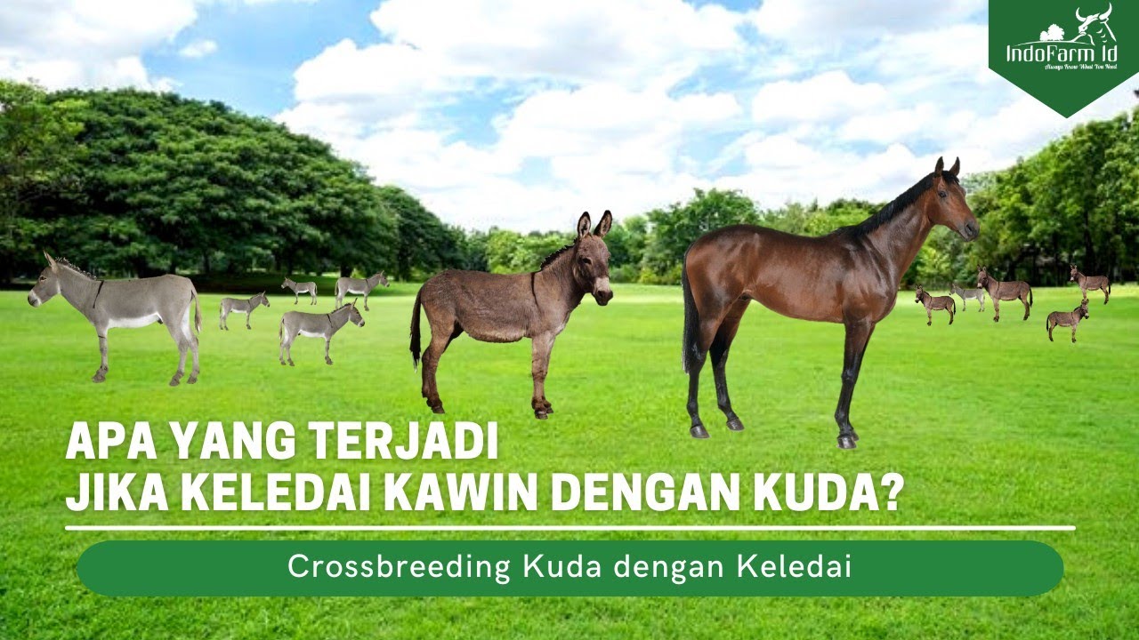 KOK BISA KUDA VS KELEDAI !!! Ini yang Terjadi Jika Kuda Disilangkan ...