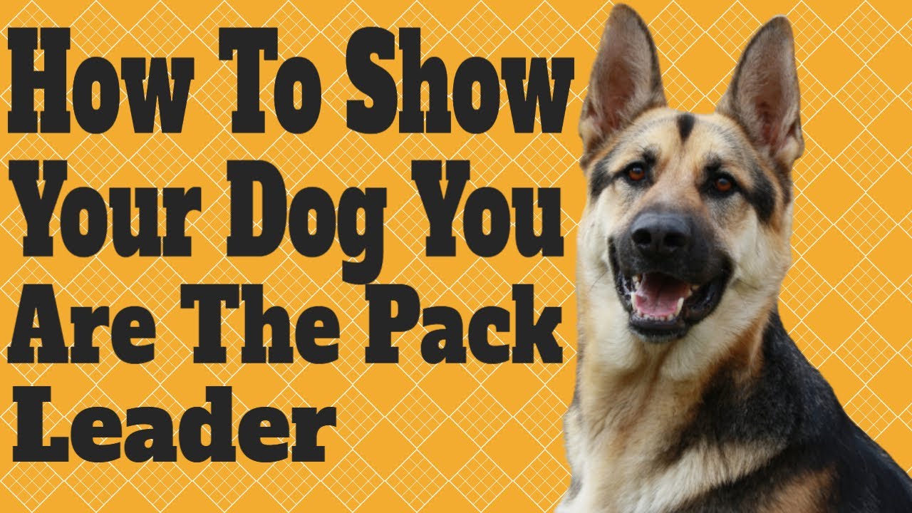 How To Show Your Dog You Are The Pack Leader - YouTube