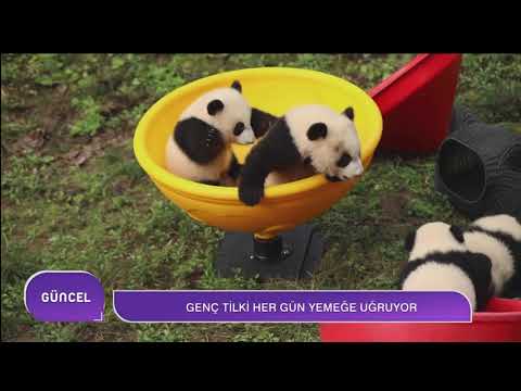 Eğlenceci Pandalar ve Meraklı Tilki #WomanTV #Pekin
