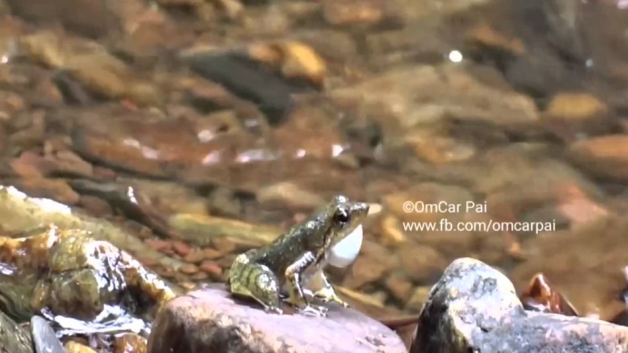 Micrixalus species (Dancing Frog) foot flagging from Western Ghats of ...