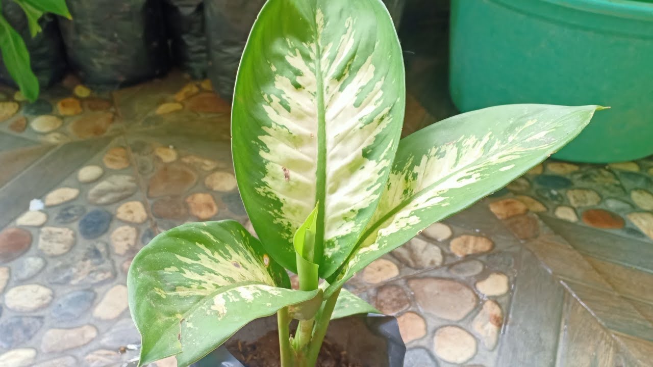 Sangat Cantik Inilah Bunga Rejeki Armi Variegata Atau Hijau Lurik yang ...